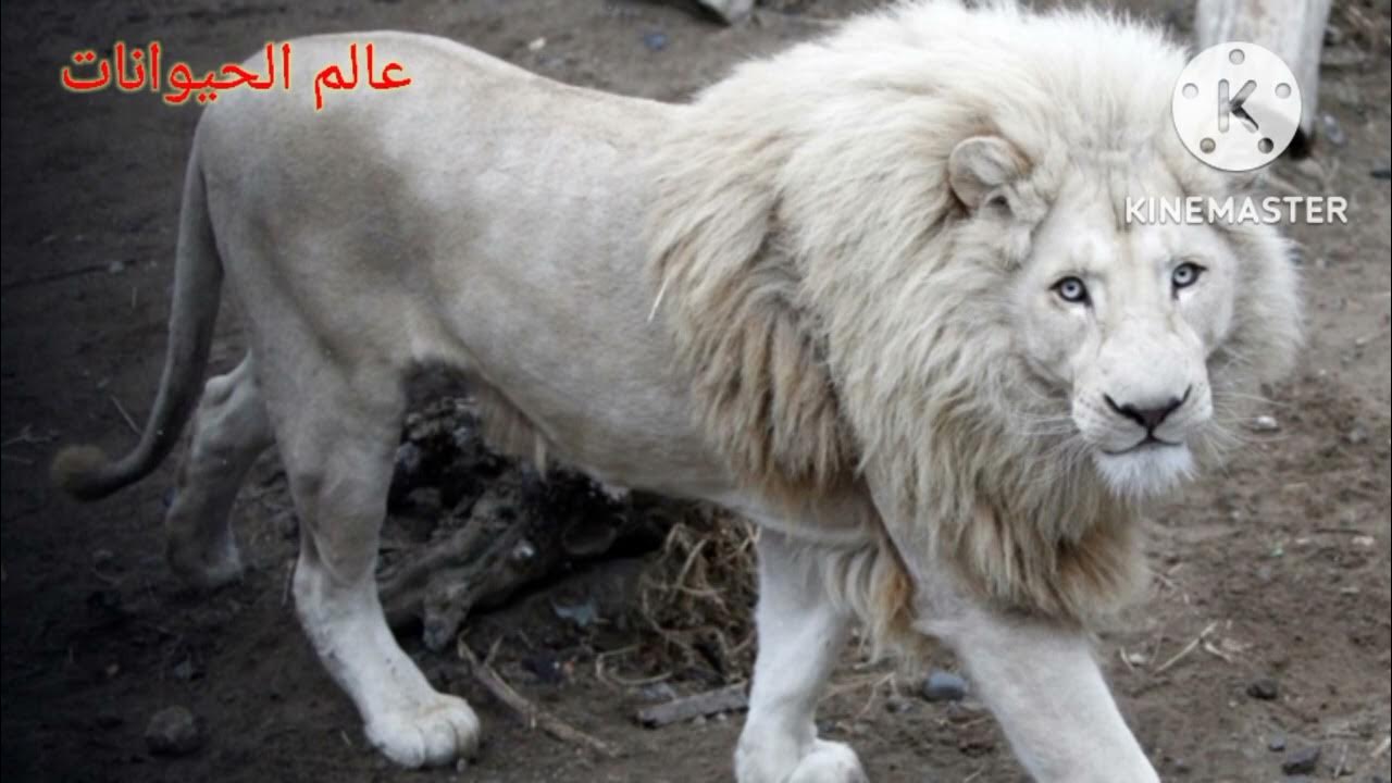 صوت الأسد (ملك الغابة) - YouTube