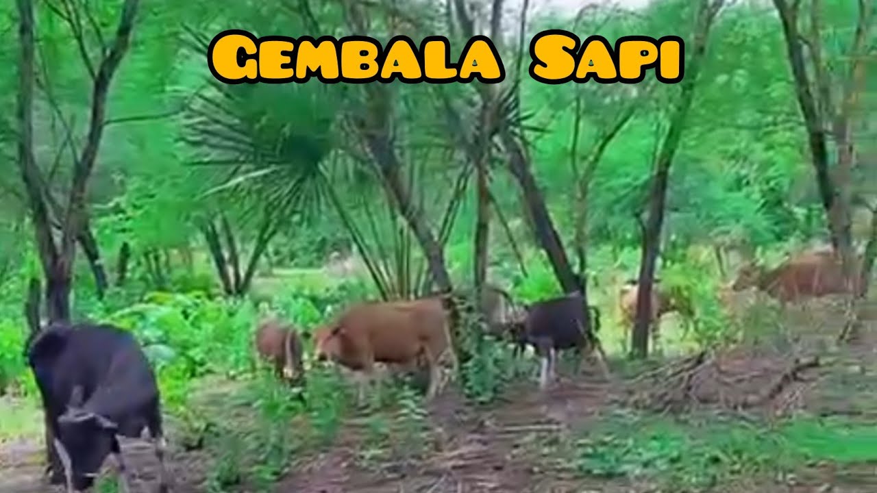SI GEMBALA SAPI #sapi #sapisuper #sapijumbo #gembalasapi #viral # ...
