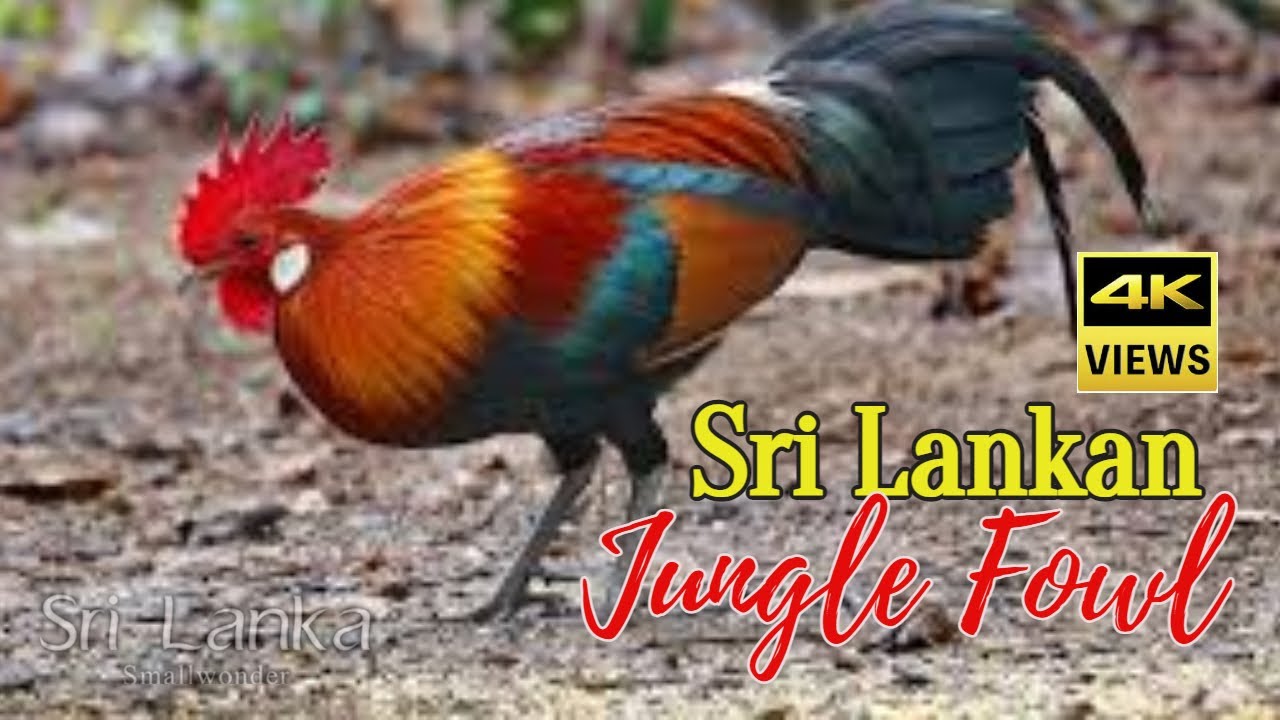 National Bird Sri Lanka- වළි කුකුළා-श्रीलंकाई जंगल की चिड़िया ...
