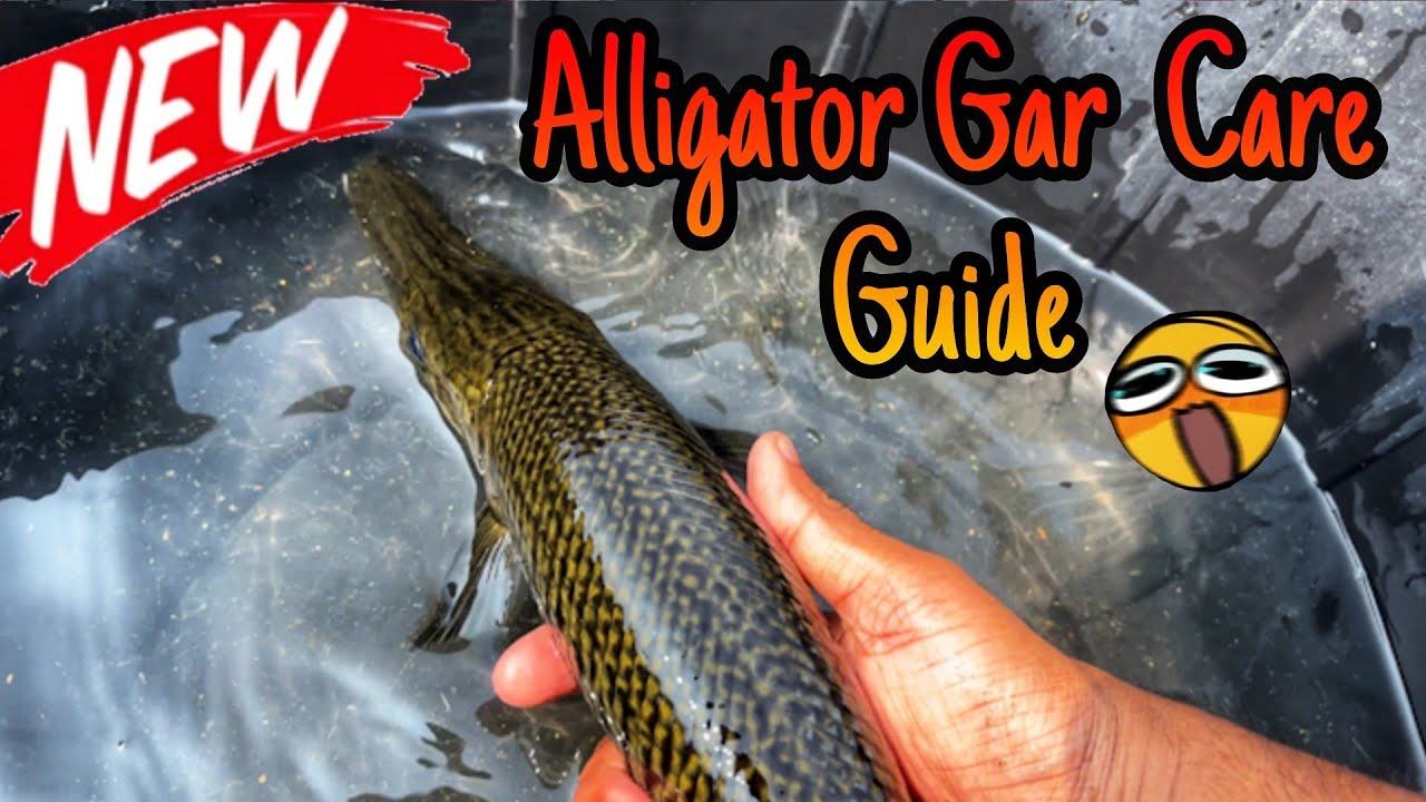 Alligator Gar Care Guide for Beginners | Tank Size, Diet & Setup - YouTube