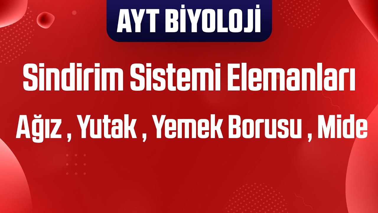 14) Sindirim Sistemi Elemanları : Ağız , Yutak , Yemek Borusu , Mide ...