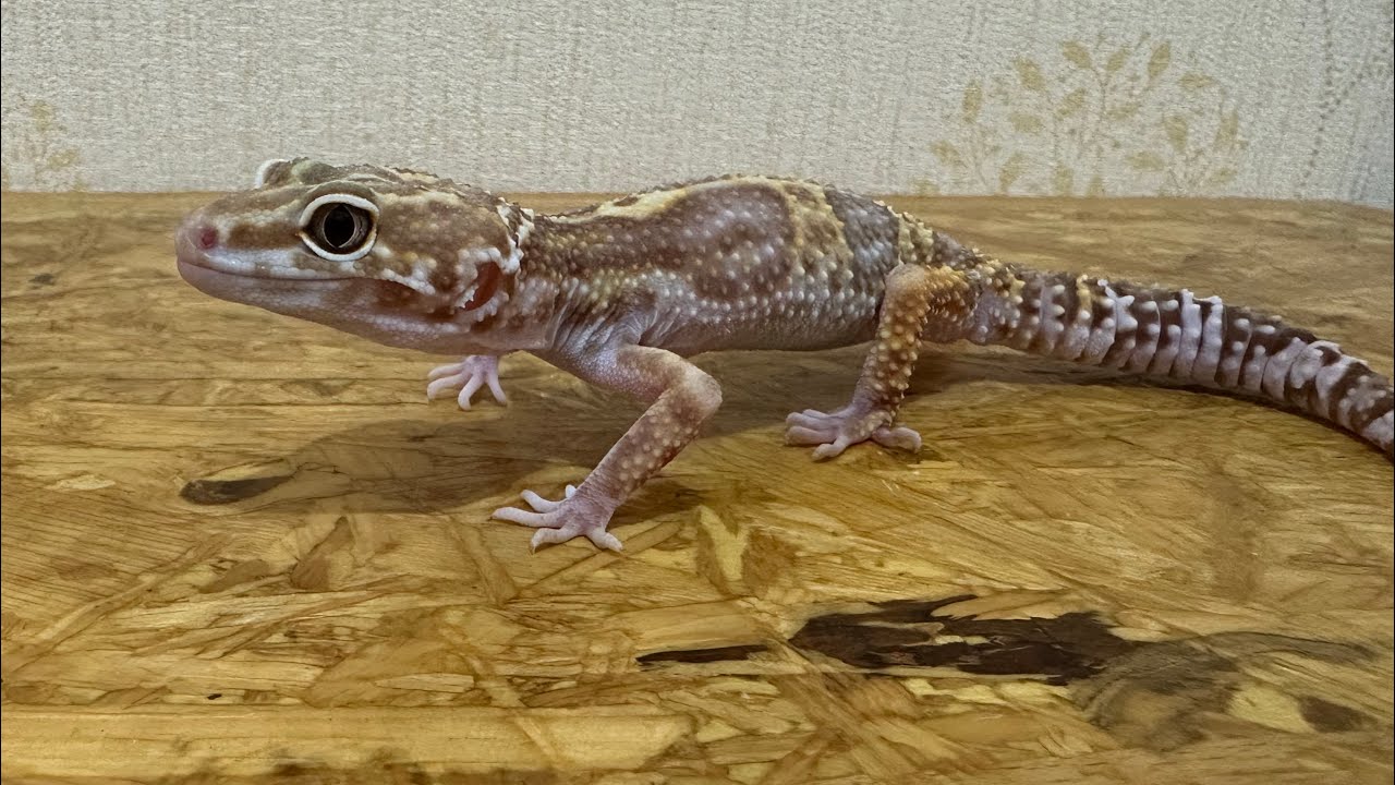 Leopard Gecko si Dyno, Wahh... warnanya mirip meja Kak Topeng - YouTube