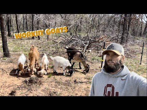 Rotating goats to a NEW pature and *WHY! Using goats to clear land ...