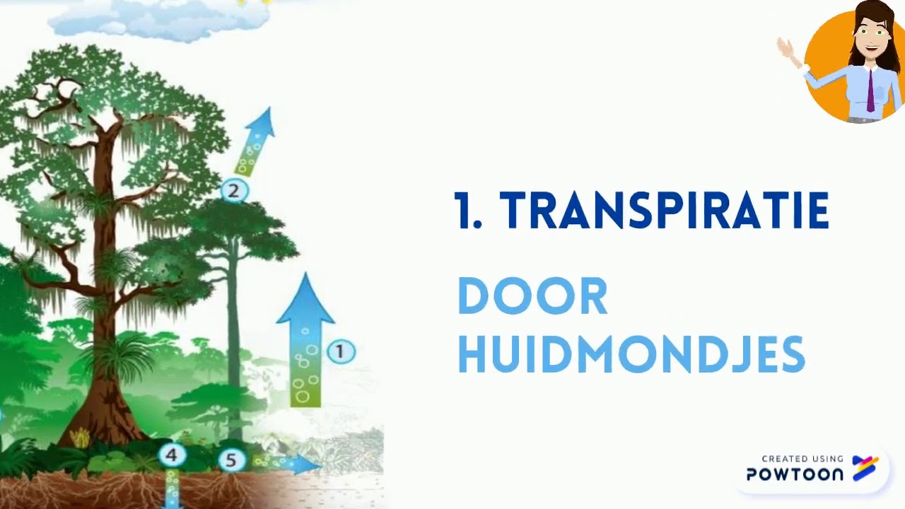 Waterkringloop in het Amazonewoud - YouTube