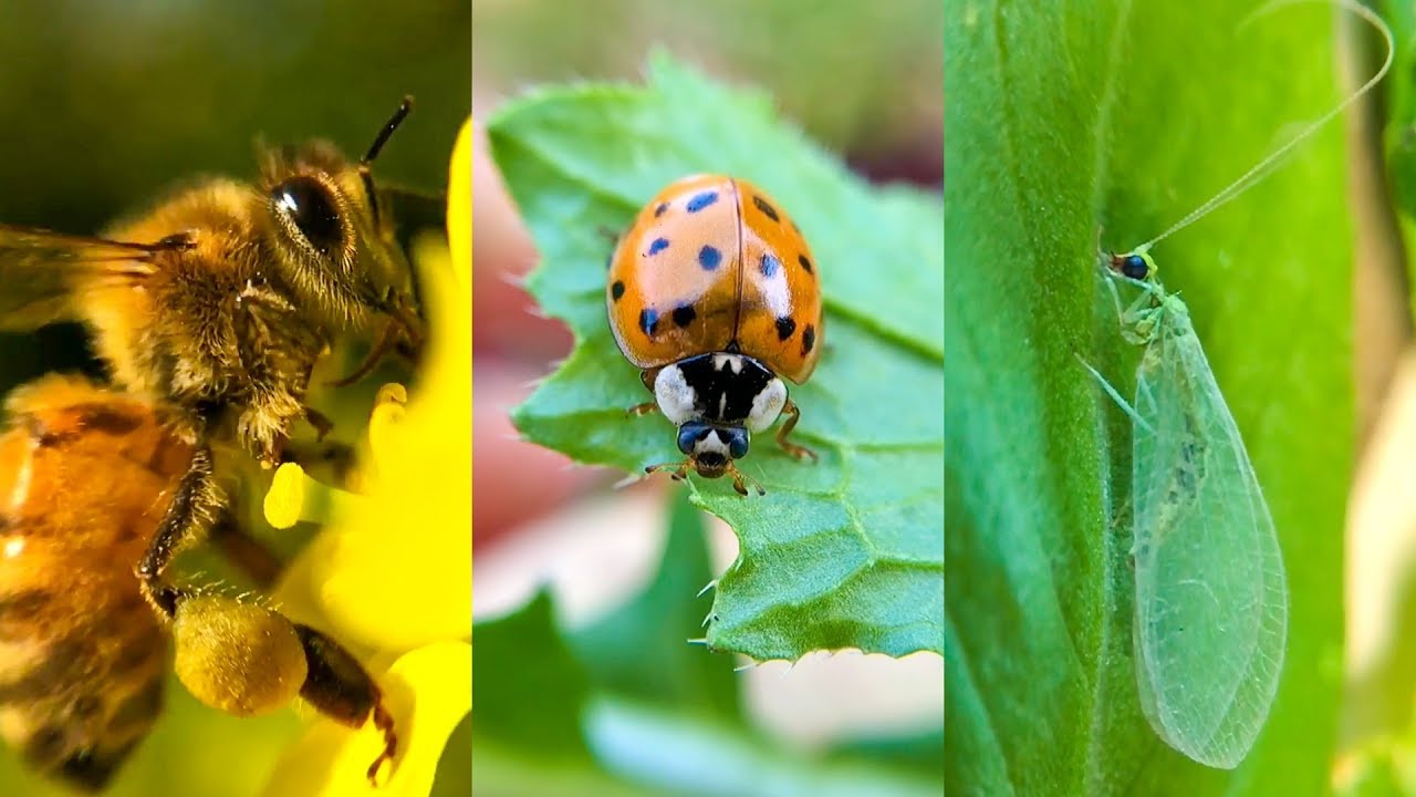 5 Beneficial Insects To Must Have In Garden YouTube