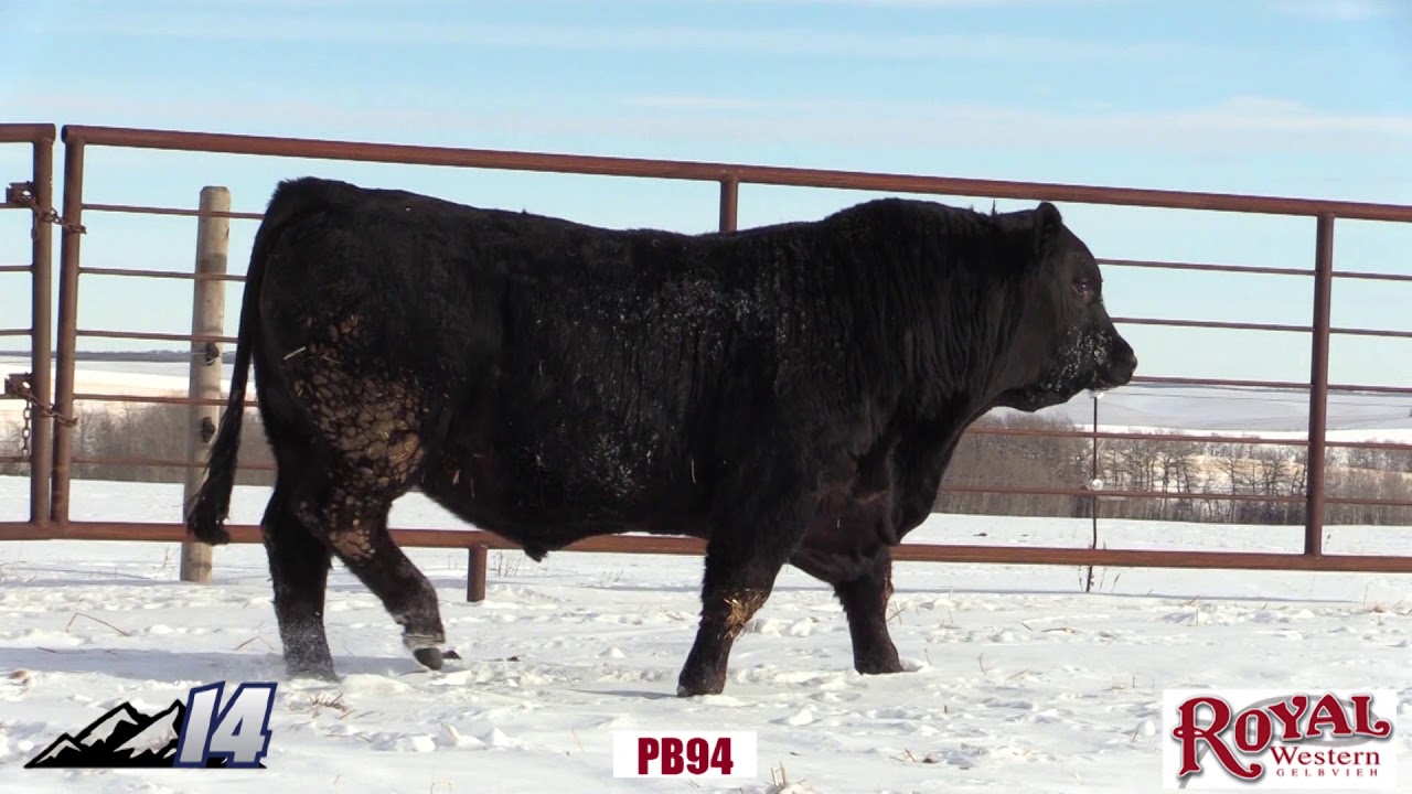 Lot 14 Draft Picks 2020 Bull Sale - YouTube