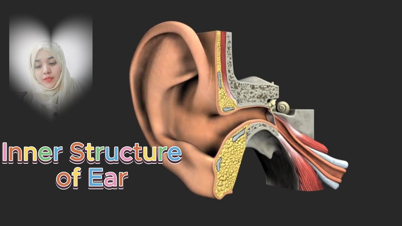 | Inner structure and working of Ear| ANIMATED VIDEOS - YouTube