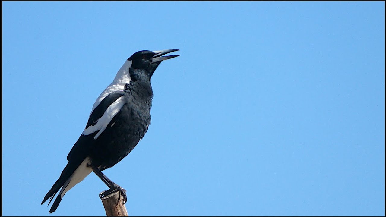 Australian Magpies calling - YouTube