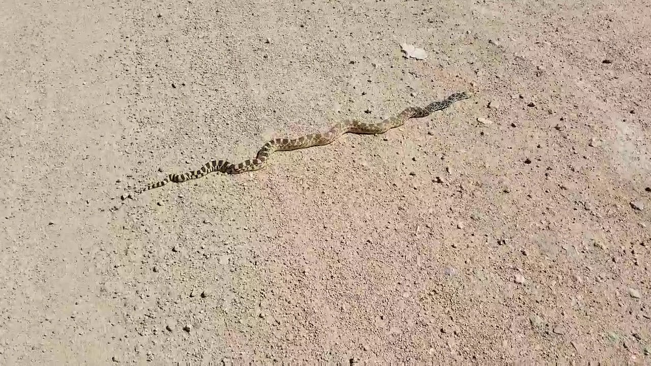 I Don't Feel Like Getting Bit Today - YouTube