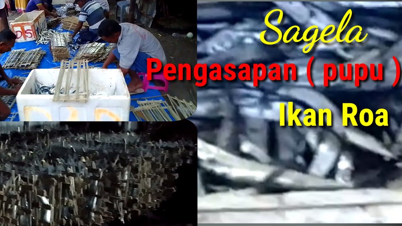 Ikan Roa Asap!! Nelayan Desa Tou - YouTube
