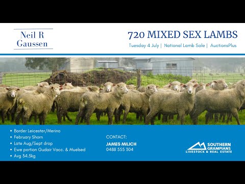 720 Mixed Sex Lambs - Neil R Gaussen