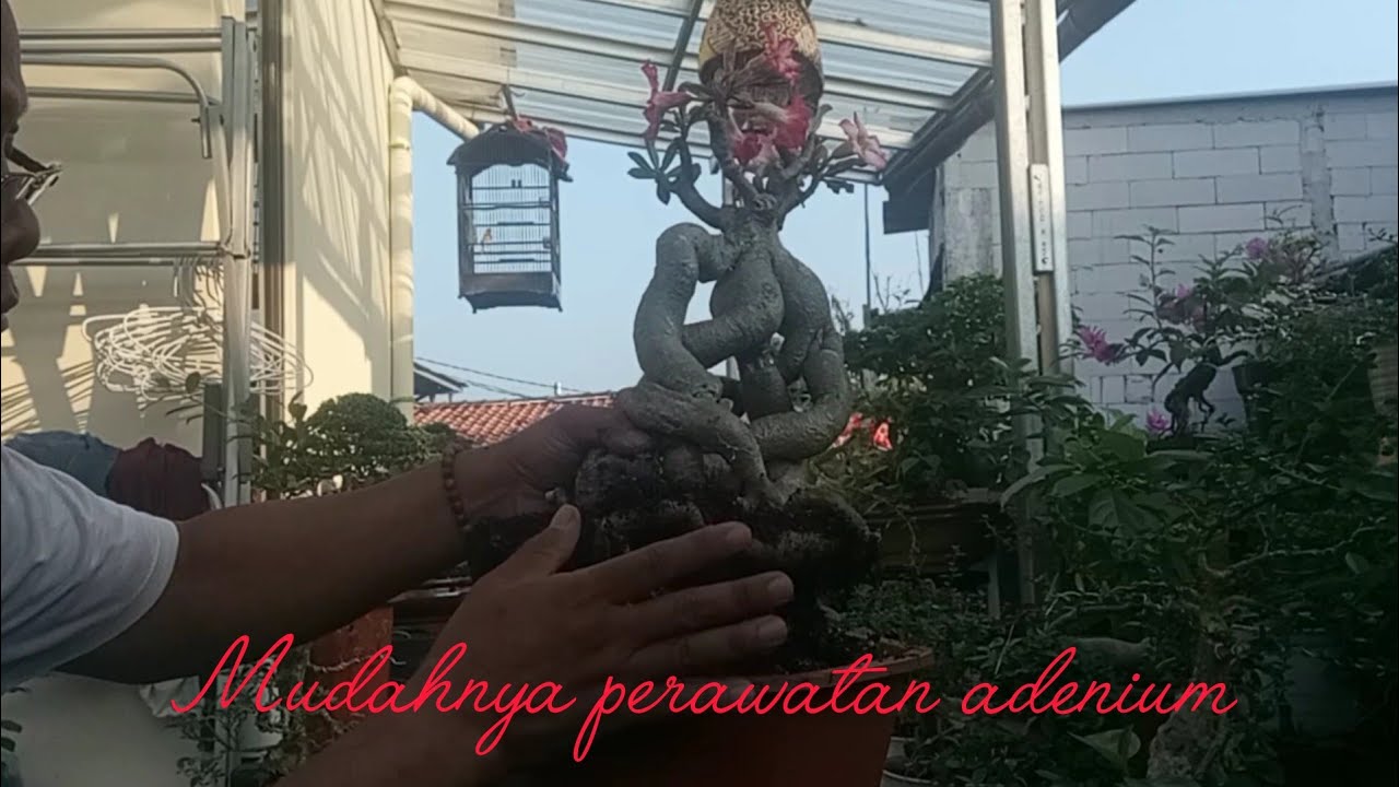 Cara perawatan bonsai adenium akar panjang - YouTube