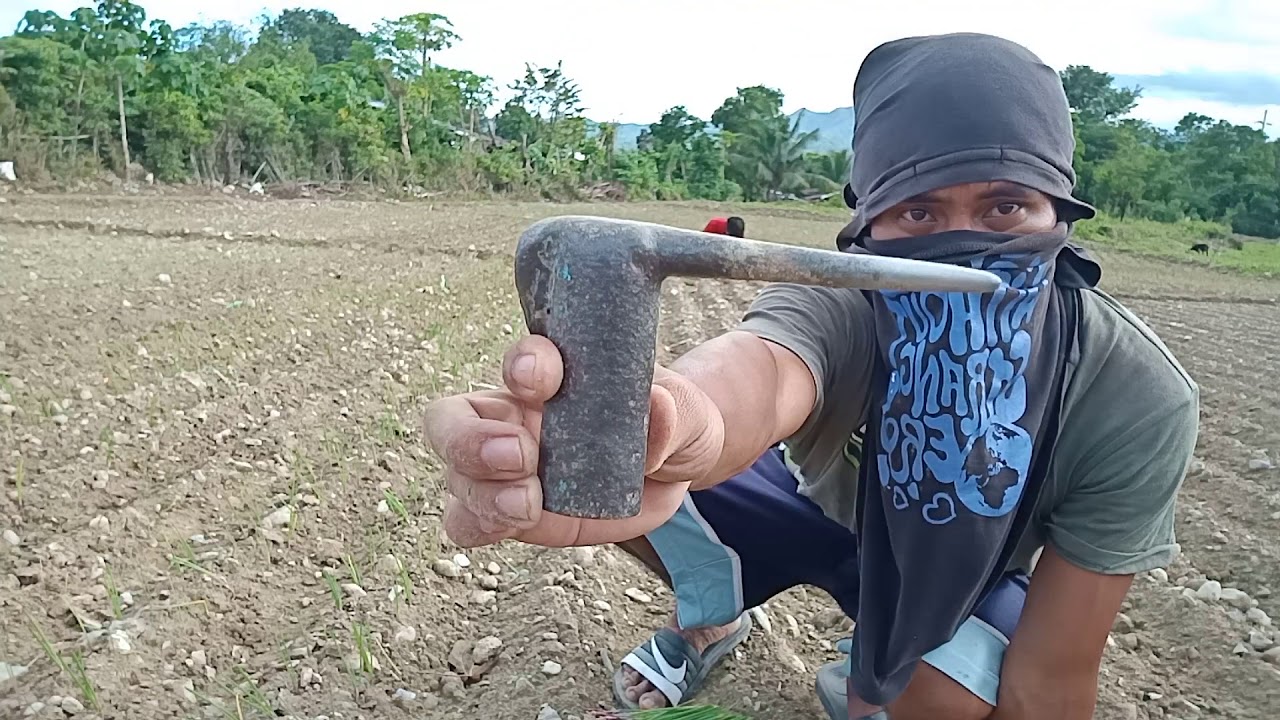 ang dulos na gamit sa pag tanim ng punla sibuyas - YouTube