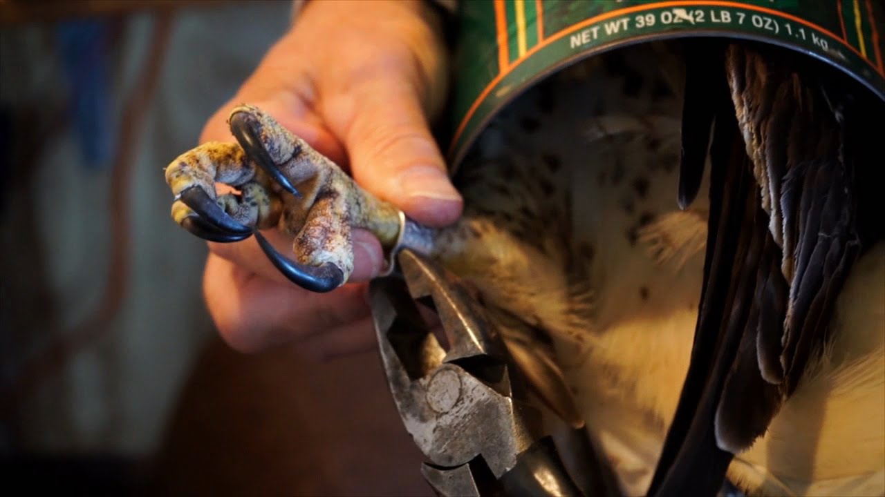 Raptor Banding - YouTube