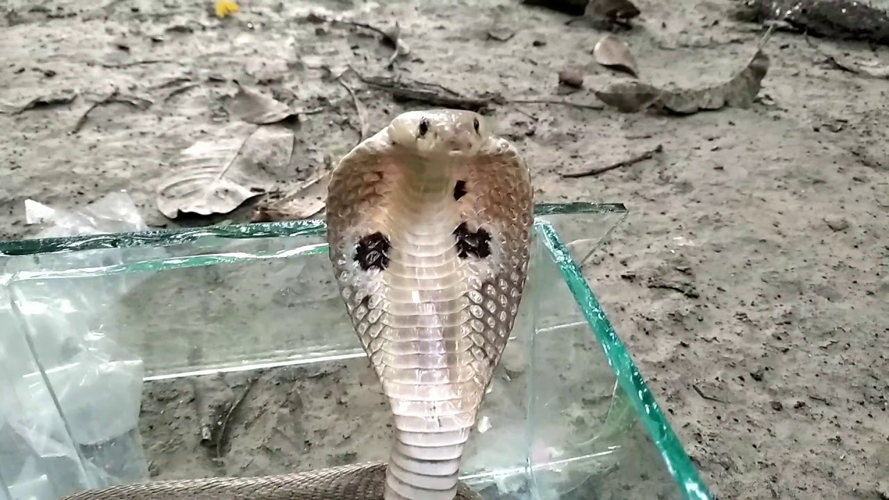 Angry cobra - YouTube