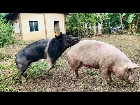 Neighbours sow is successfully breeding to our Hampshire boar#farming #breeding #pigbreeding 