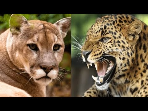 PUMA VS LEOPARDO- QUEM VENÇE ESSA BATALHA? - YouTube