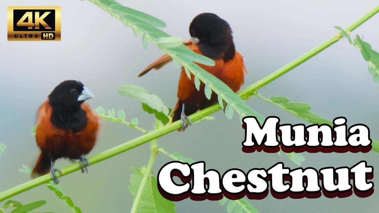 Chestnut munia : Art of the wild - YouTube