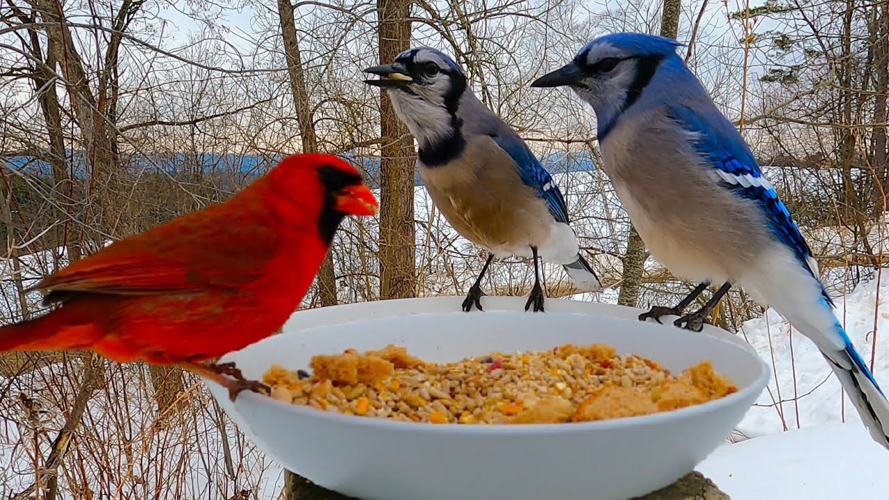 Placing seeds and nuts in a random spot. What happened next was ...