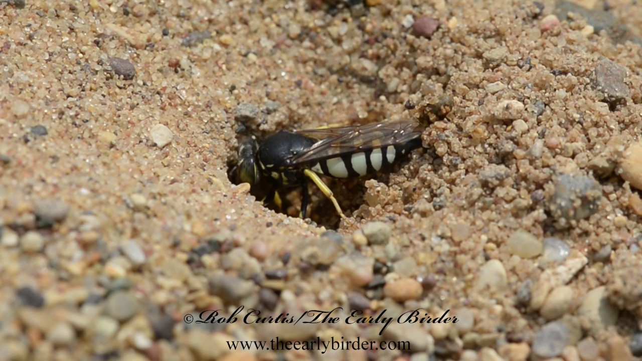 SAND WASP Bicyrtes quadrifasciatus digging burrow - YouTube