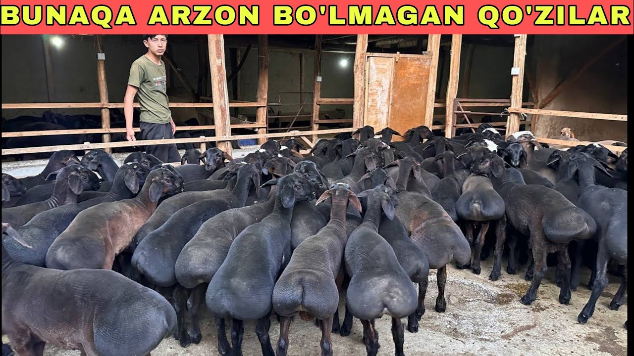 150/ DONA QO'ZILAR ARZON NARXLARDA ULGURIPQOLING - YouTube