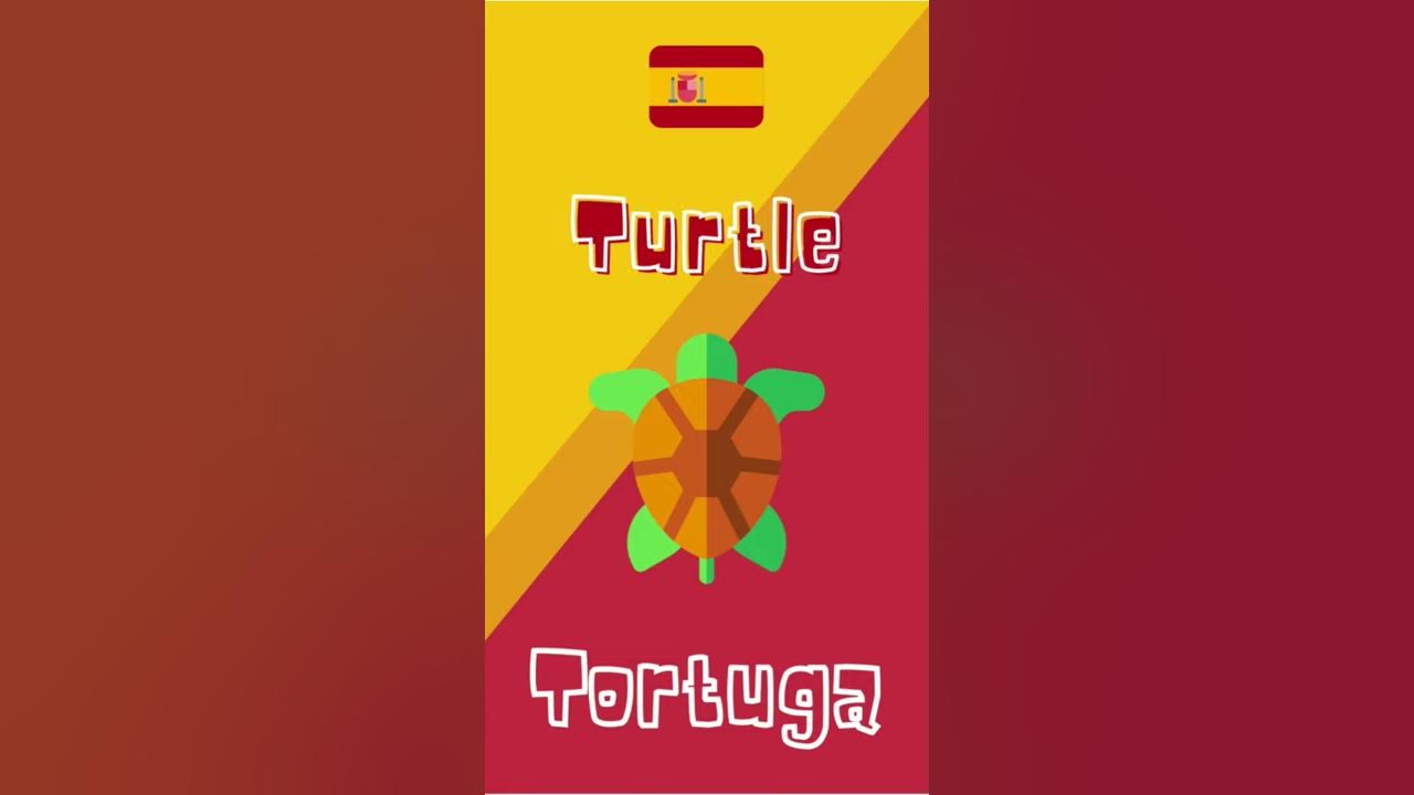 How To Say Turtle In Spanish Learn Spanish YouTube how-to-say-turtle-in-spanish-learn-spanish-youtube