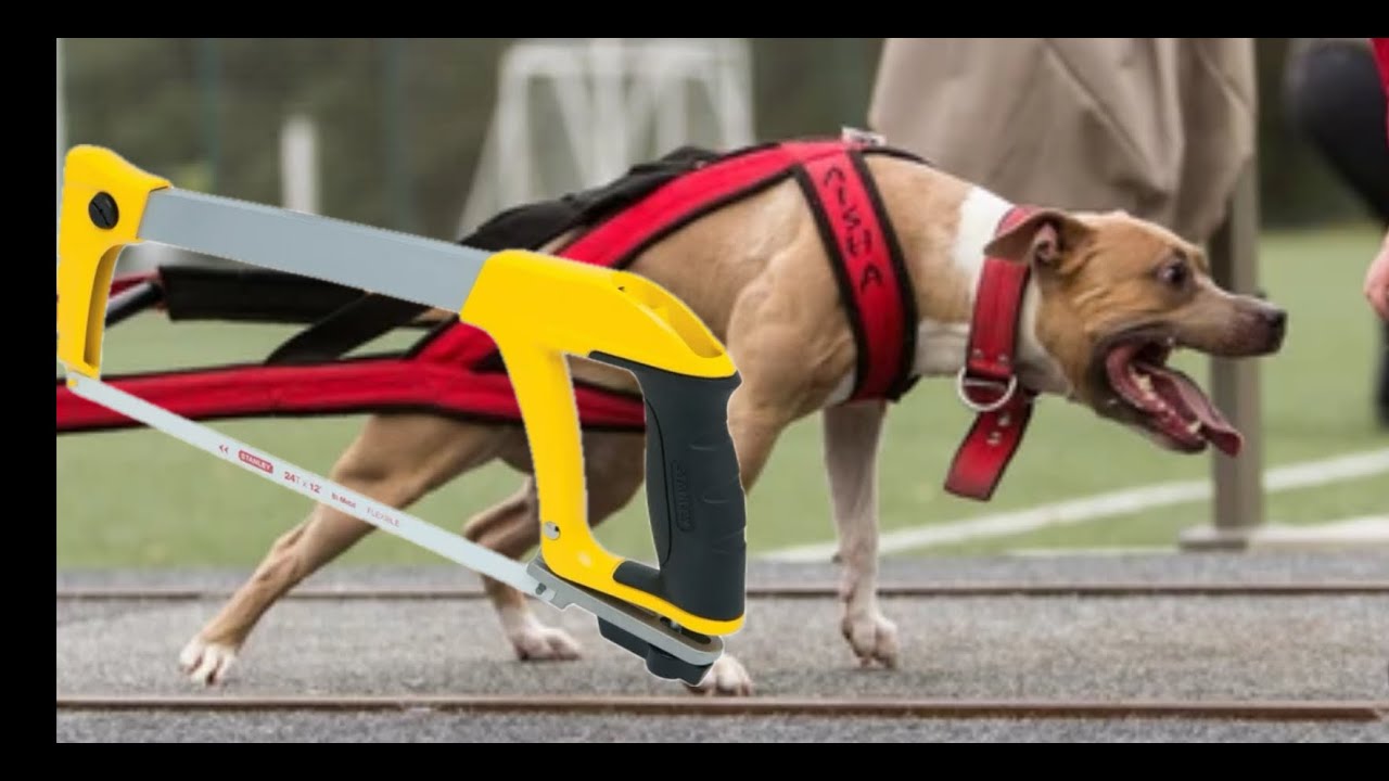 INTERVIEW #15 HACKSAW KENNELS & BLOODLINES #dog #dogtraining - YouTube