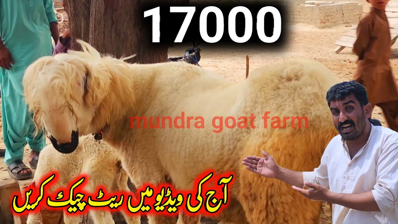Nari Farm Mundra Mandi || Mundra goat farming 26 November 2024 - YouTube