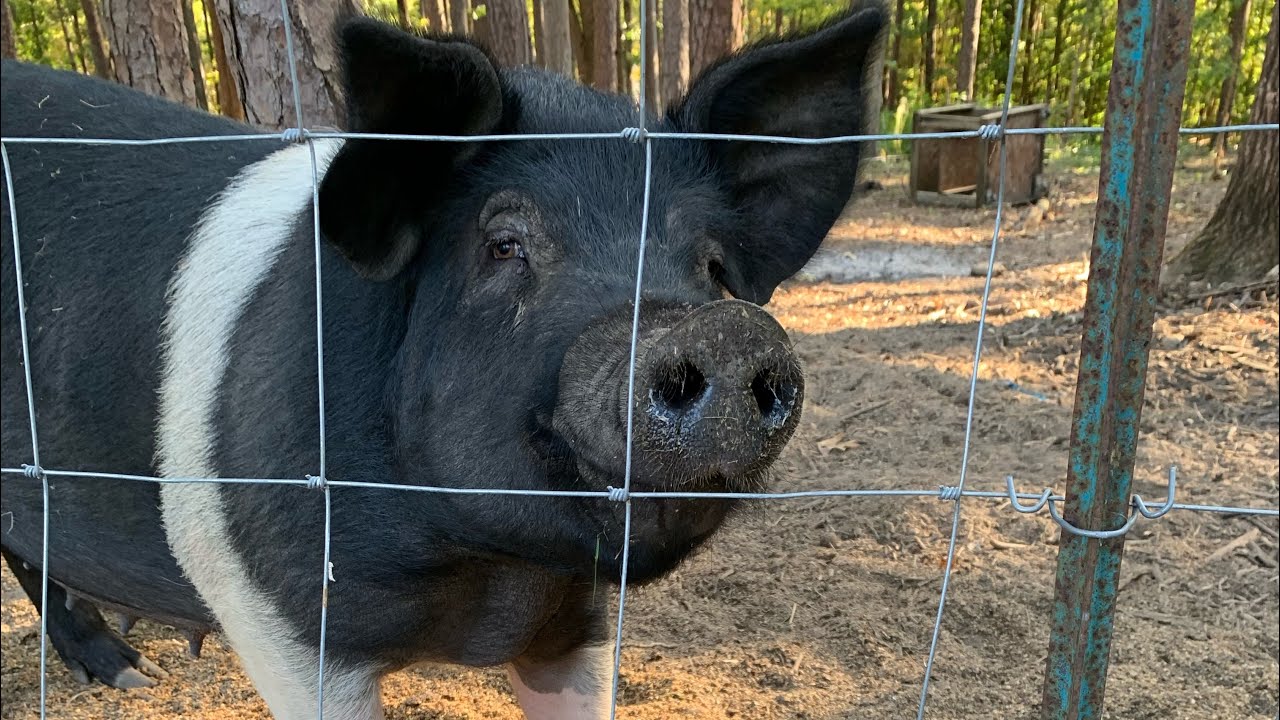 Expectant pig enjoys milkshake - YouTube