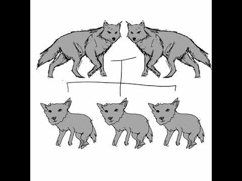 How humans invented dogs... - YouTube