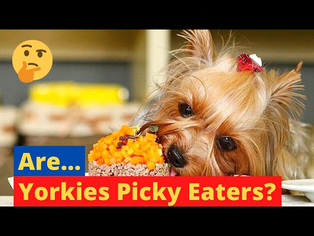 What Can My Yorkie Eat