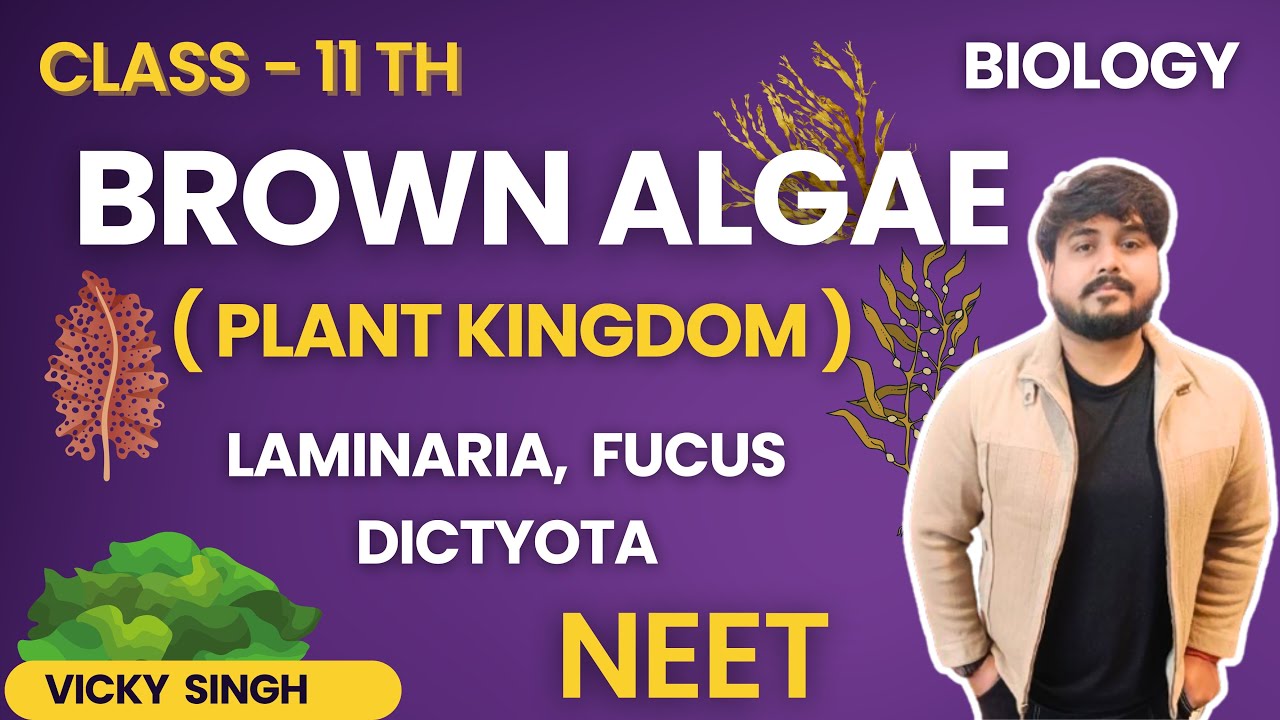 Brown Algae | Laminaria, Fucus, Dictyota | Plant Kingdom Chapter 3 ...