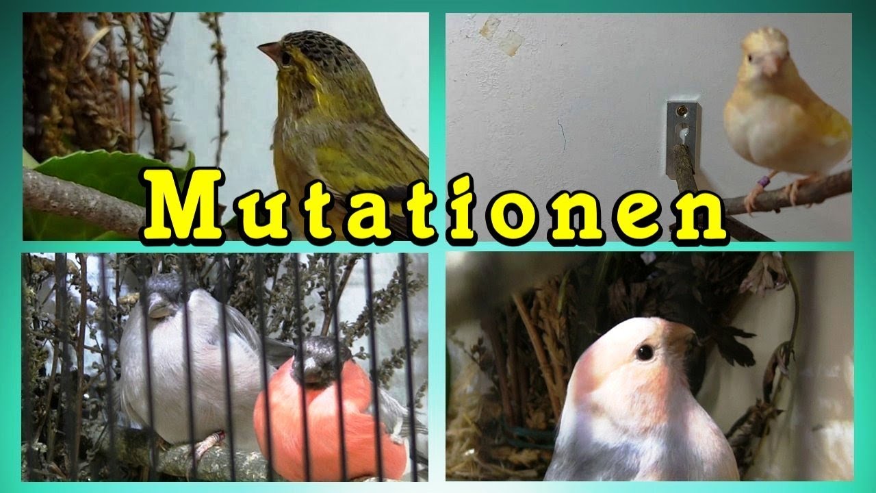 ICC - Schau Mutationen Erlenzeisig & Dompfaff - YouTube
