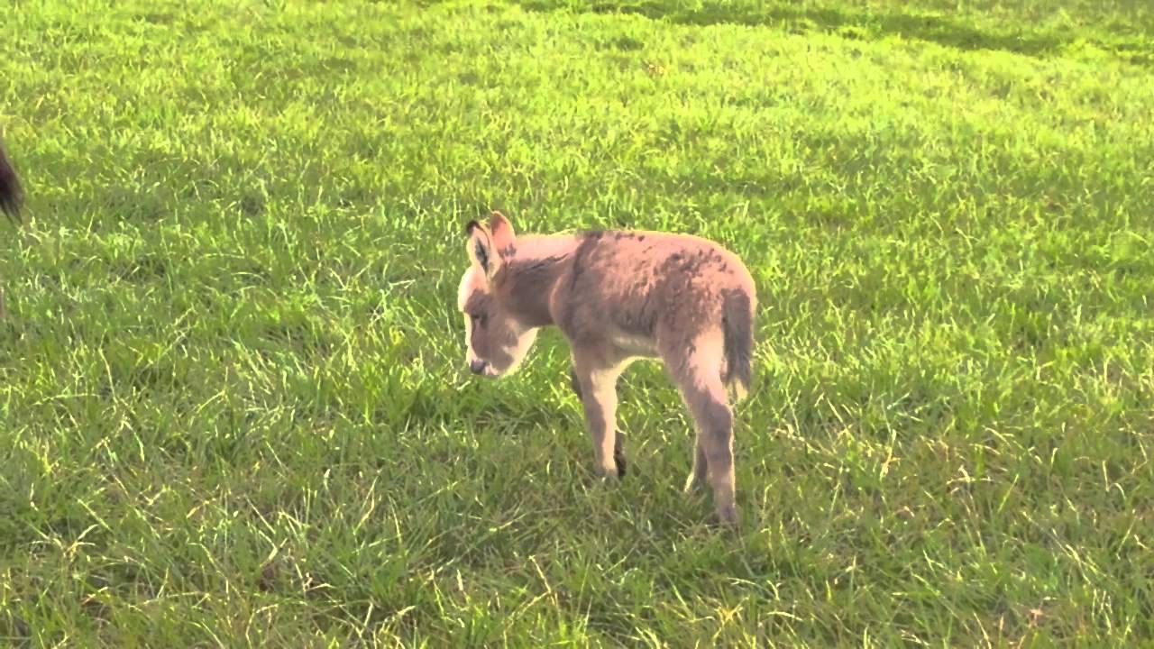 Baby Donkey! - YouTube