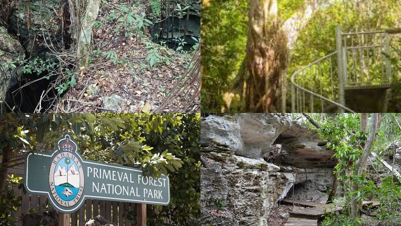 Walkthrough Of The PRIMEVAL FOREST For National Parks Day | Nassau ...