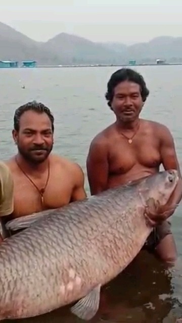 80 Kg Fish in Saroda Dam, Kawardha #cg #fish #dam #saroda #kawardha # ...