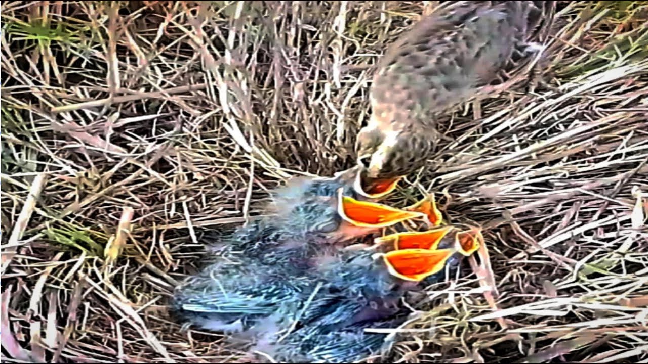 African pipit Birds feed their babies[Bird life Nest] - YouTube