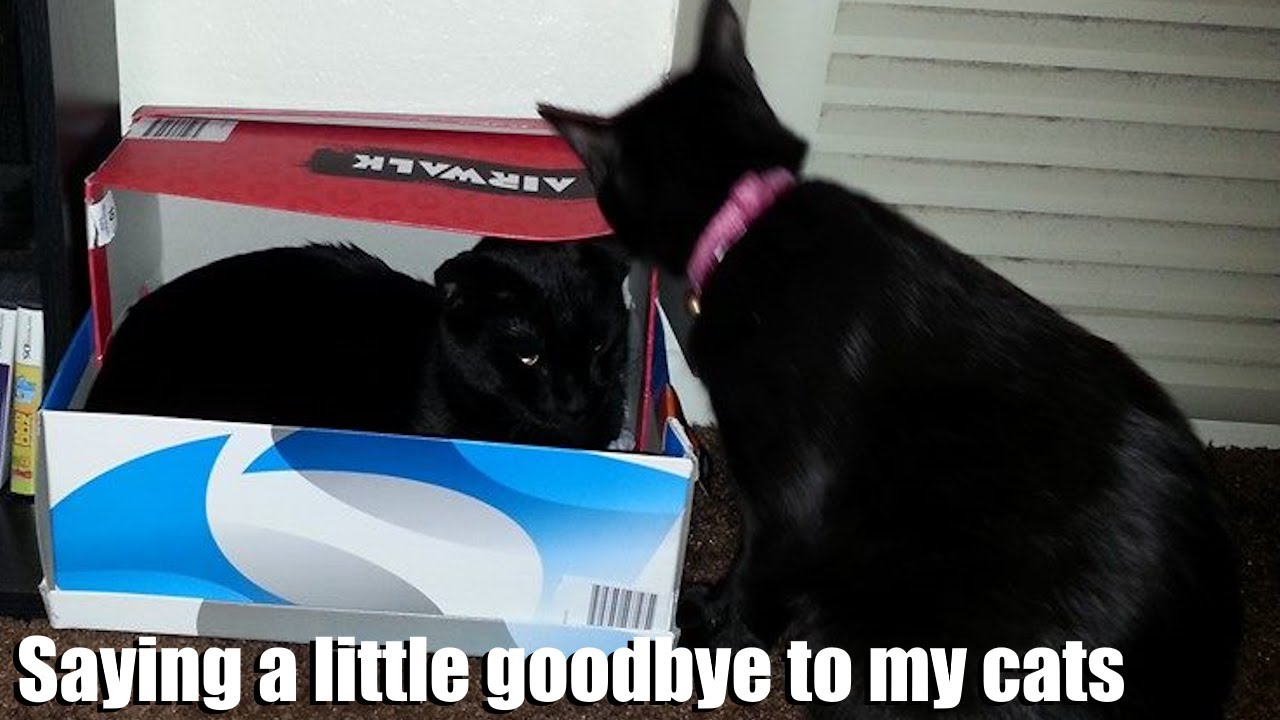 Goodbye Cat Meme