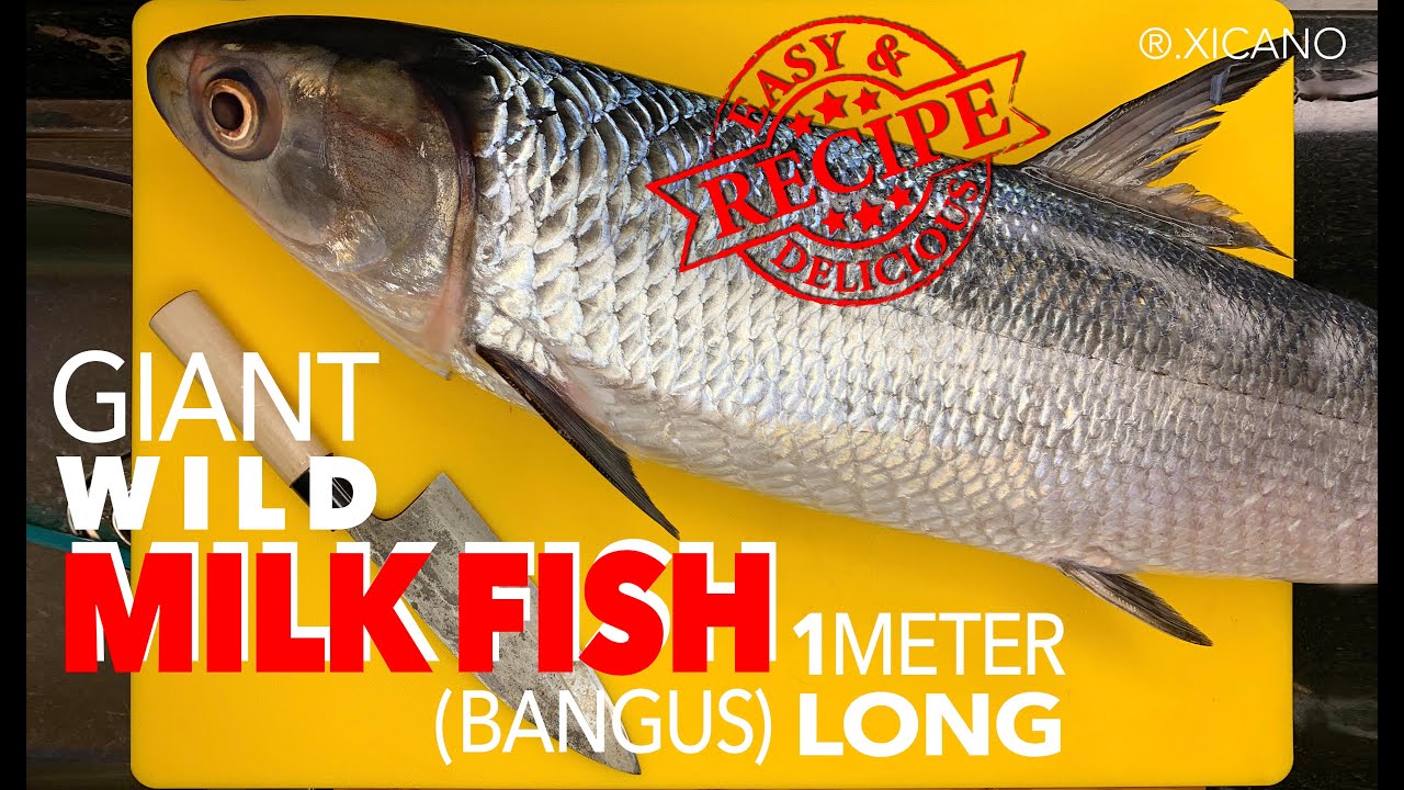 MILK FISH from Dubai Sea (1 meter long)|| GIANT BANGUS - YouTube