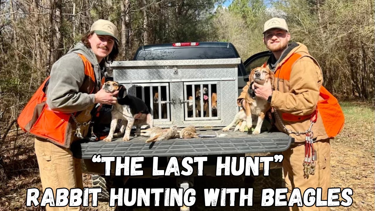 RABBIT HUNTING WITH BEAGLES | THE LAST RUN OF THE SEASON | CHASING ...