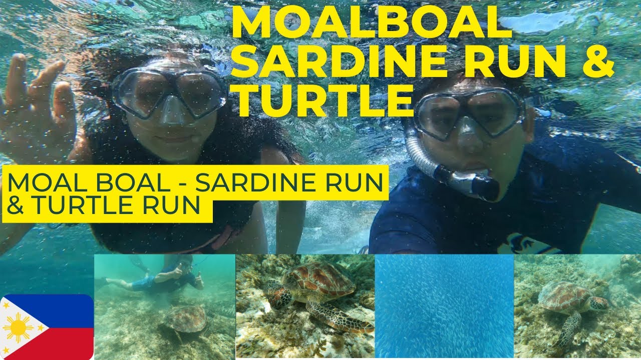 Philippines - Moalboal, Cebu! 🌊🐟 UNREAL Marine Wonderland: Sardine Run ...