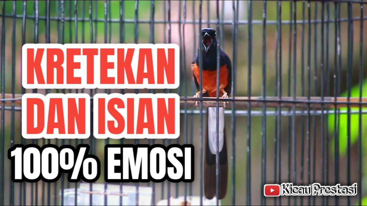 KRETEKAN MURAI BATU DAN SUARA ISIAN 100% AMPUH MEMANCING EMOSI - YouTube