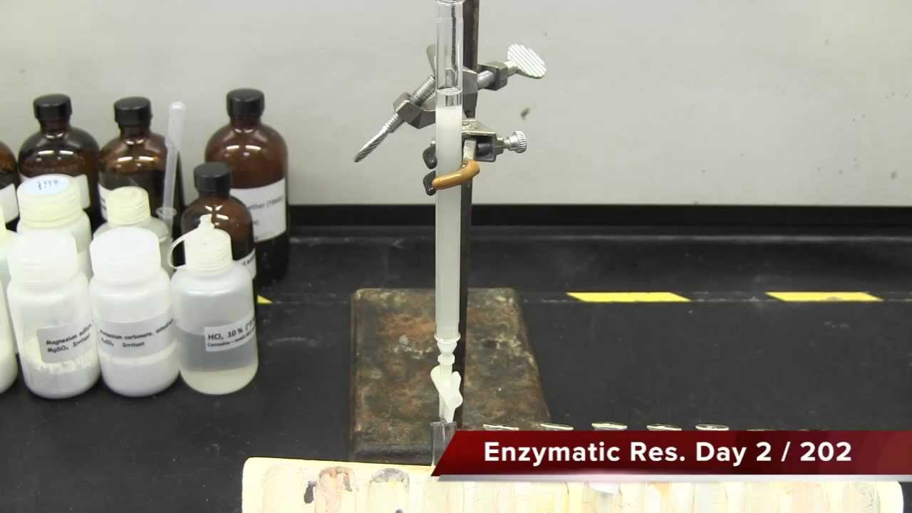Enzymatic Resolution Day 2 - YouTube