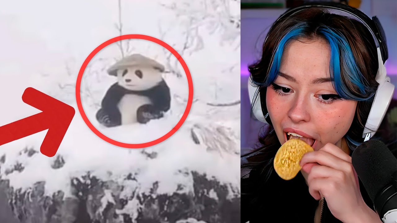 MEMES para VER COMIENDO 🍞 - YouTube