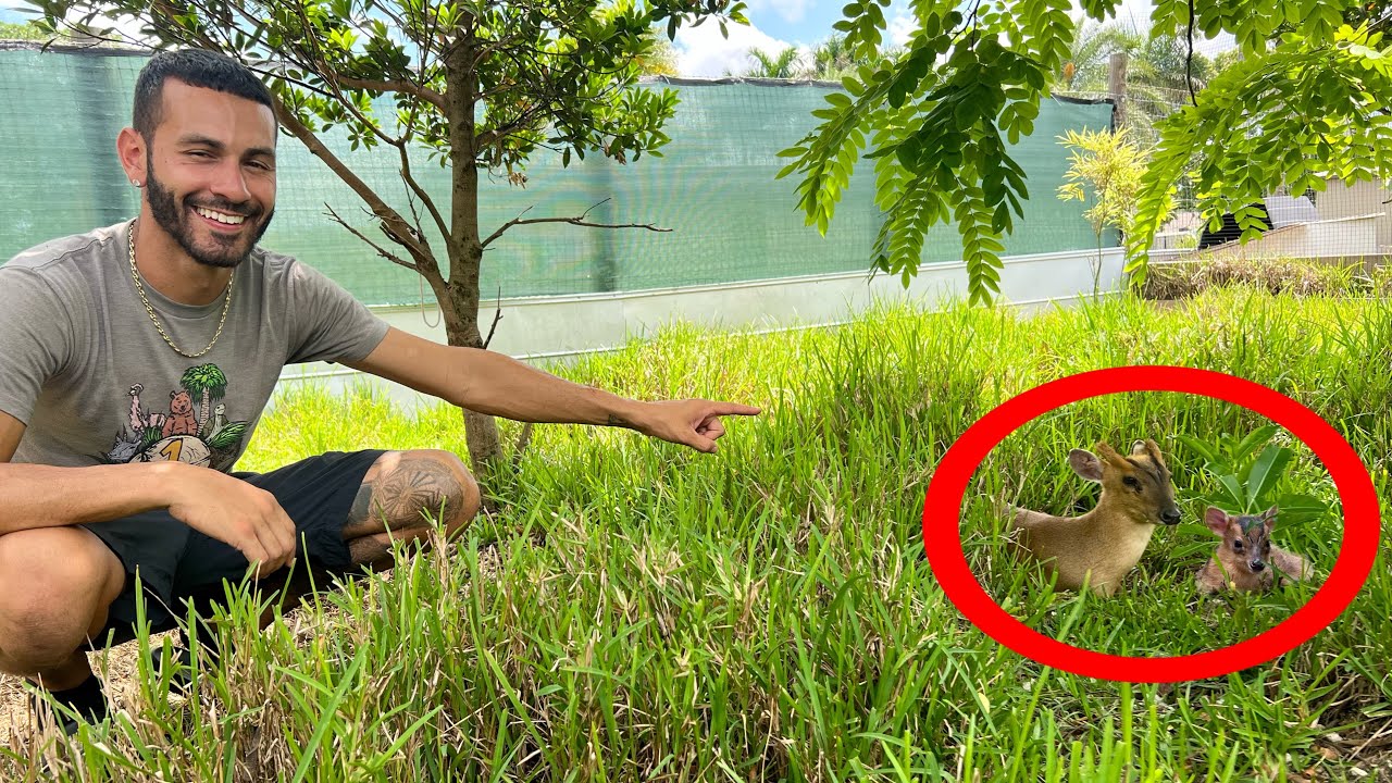 BABY DEER UPDATED DID SHE SURVIVE ? - YouTube