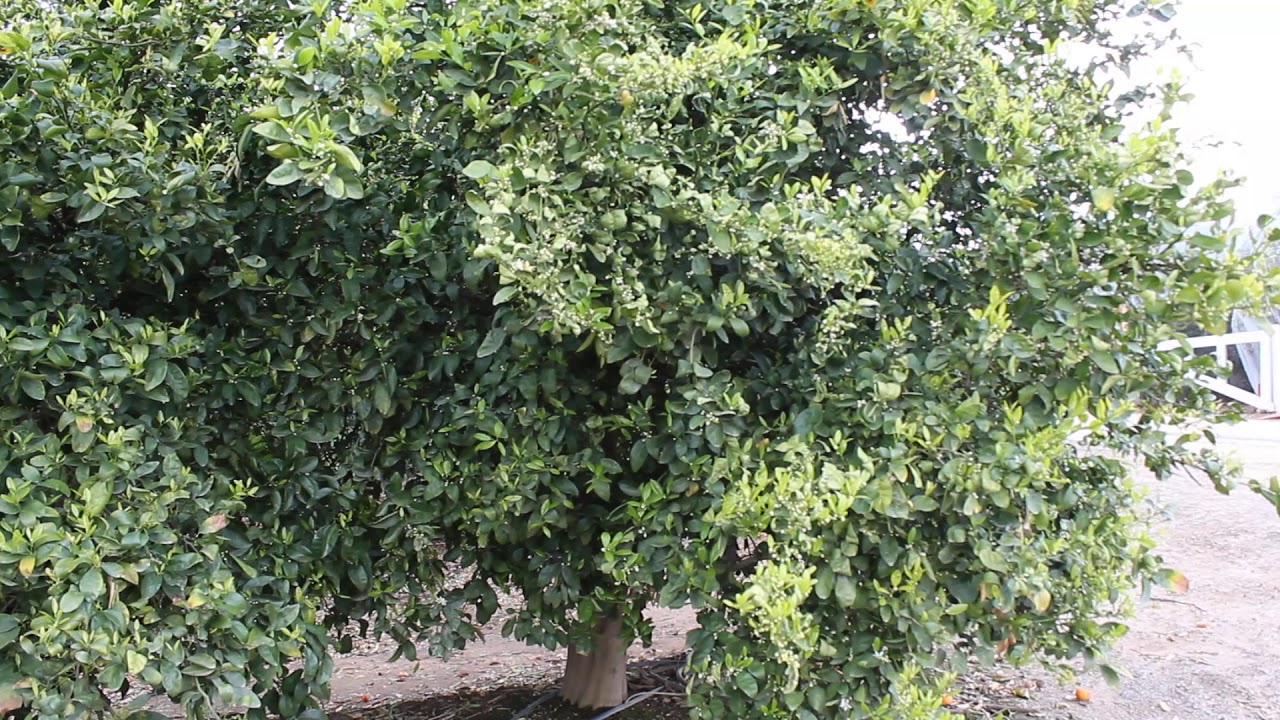 Tango Halo Cutie and Murcott Tangerine Trees Explained - YouTube