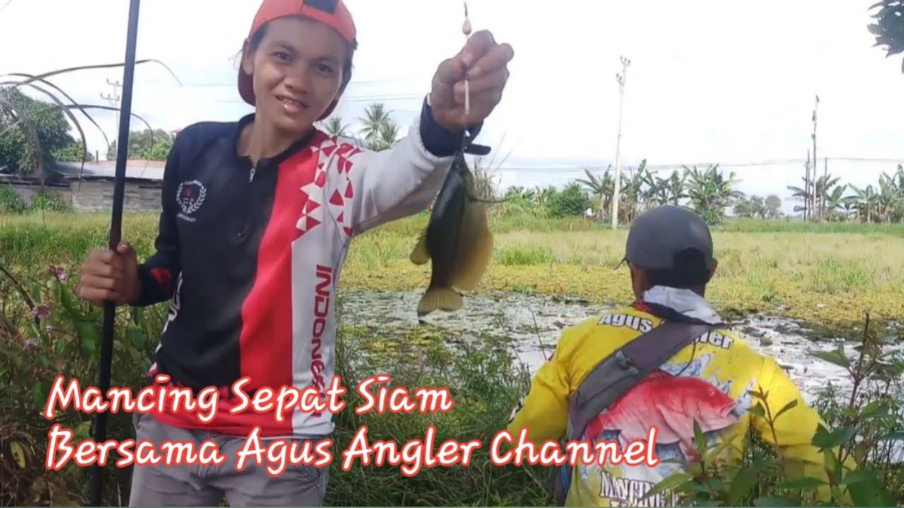 MANCING SEPAT SIAM BERSAMA AGUS ANGLER CHANNEL - YouTube