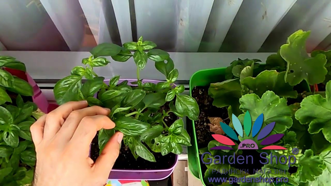 Quand et comment tailler le basilic - YouTube