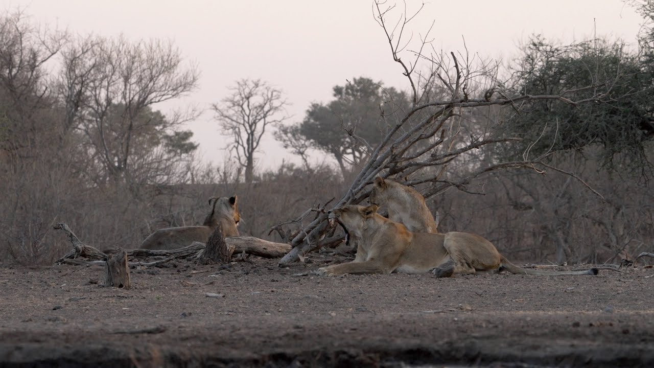 A pride of lione endures a sand storm in Botswana - YouTube