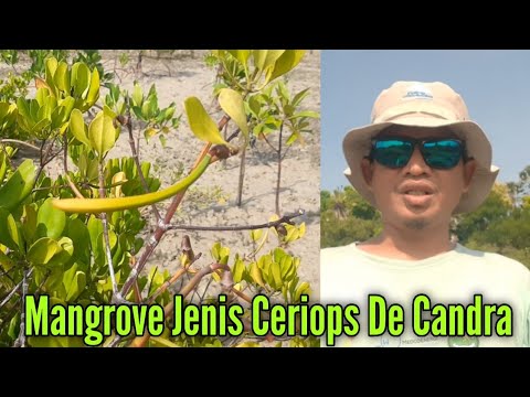 Mangrove Jenis Ceriops Decandra - YouTube